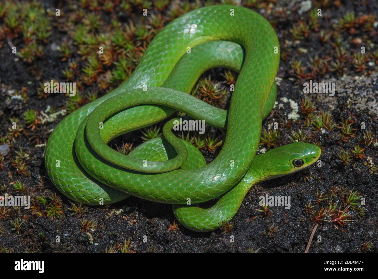 Serpent insectivore Banque de photographies et d’images à haute ...