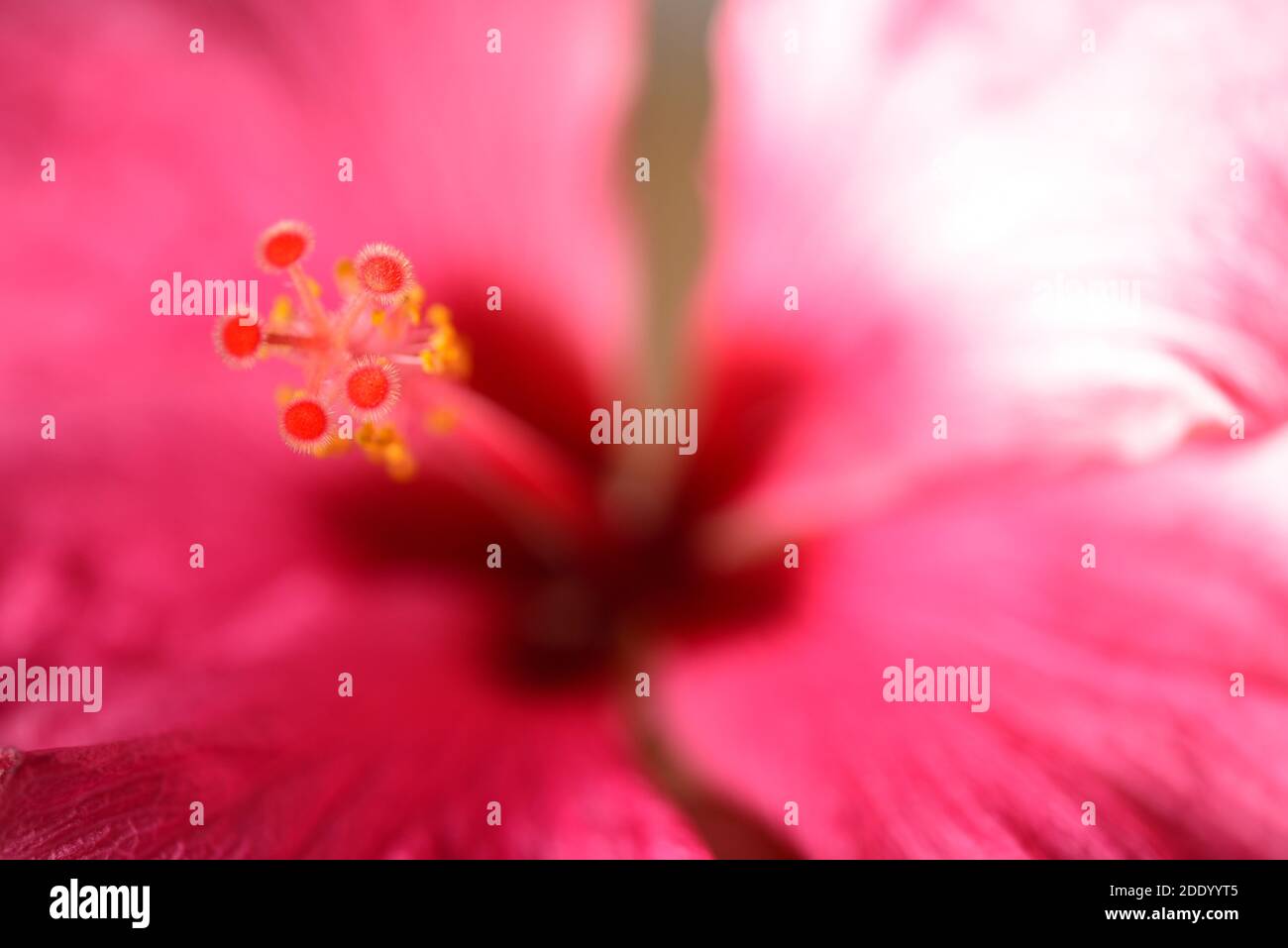 Prink up Banque de photographies et d’images à haute résolution - Alamy