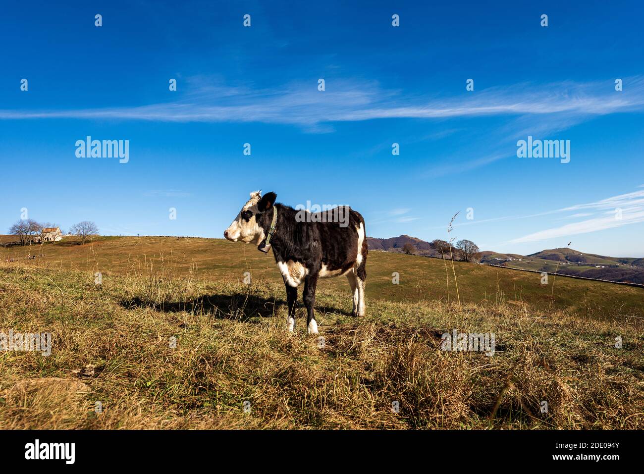 Vache noire dans l'herbe du plateau Banque de photographies et d’images ...