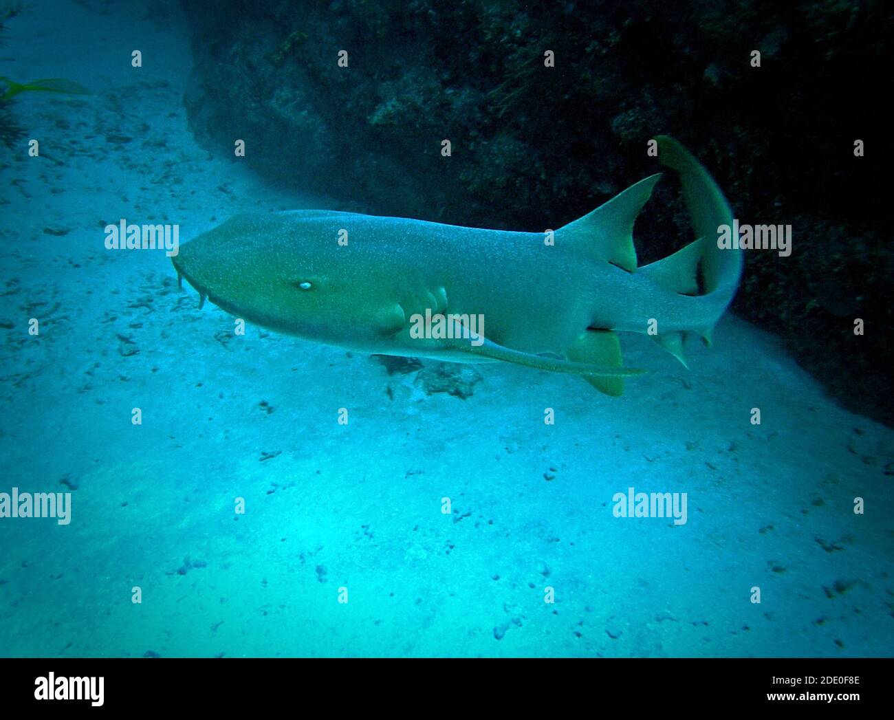 Nurse shark belize caye Banque de photographies et d’images à haute ...