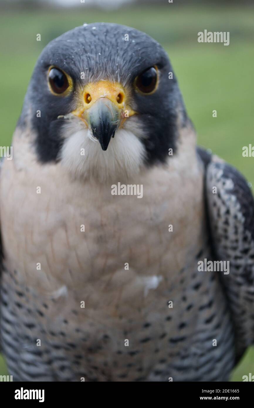 Gros plan d'un magnifique faucon pèlerin bleu-gris (falco peregrinus ...