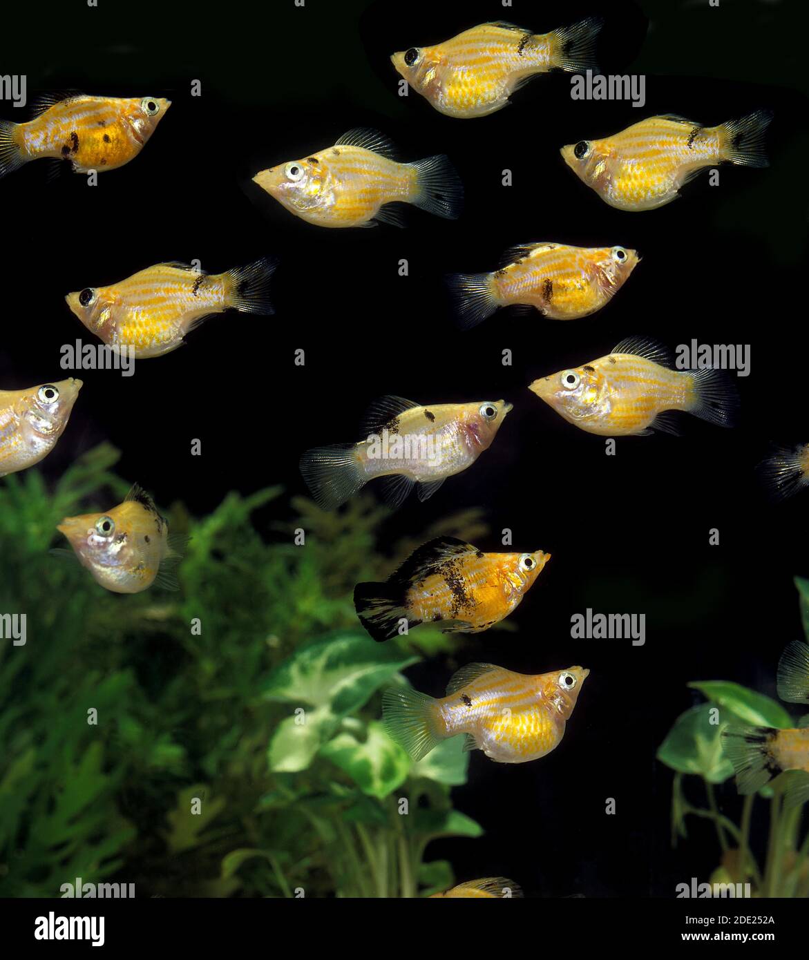 Balloon molly fish Banque de photographies et d’images à haute ...