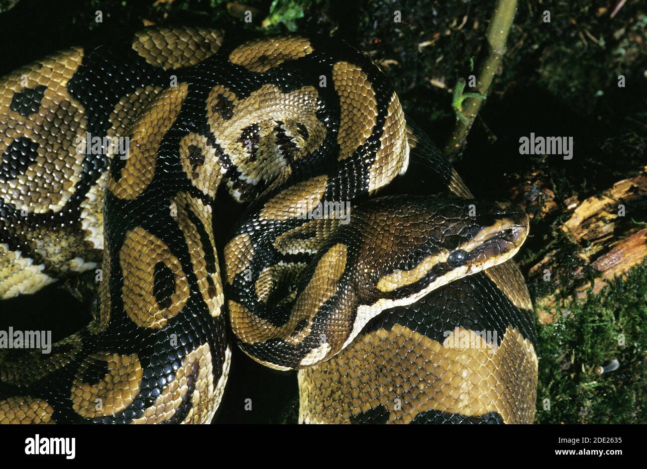 Royal regius pythonidae Banque de photographies et d’images à haute ...