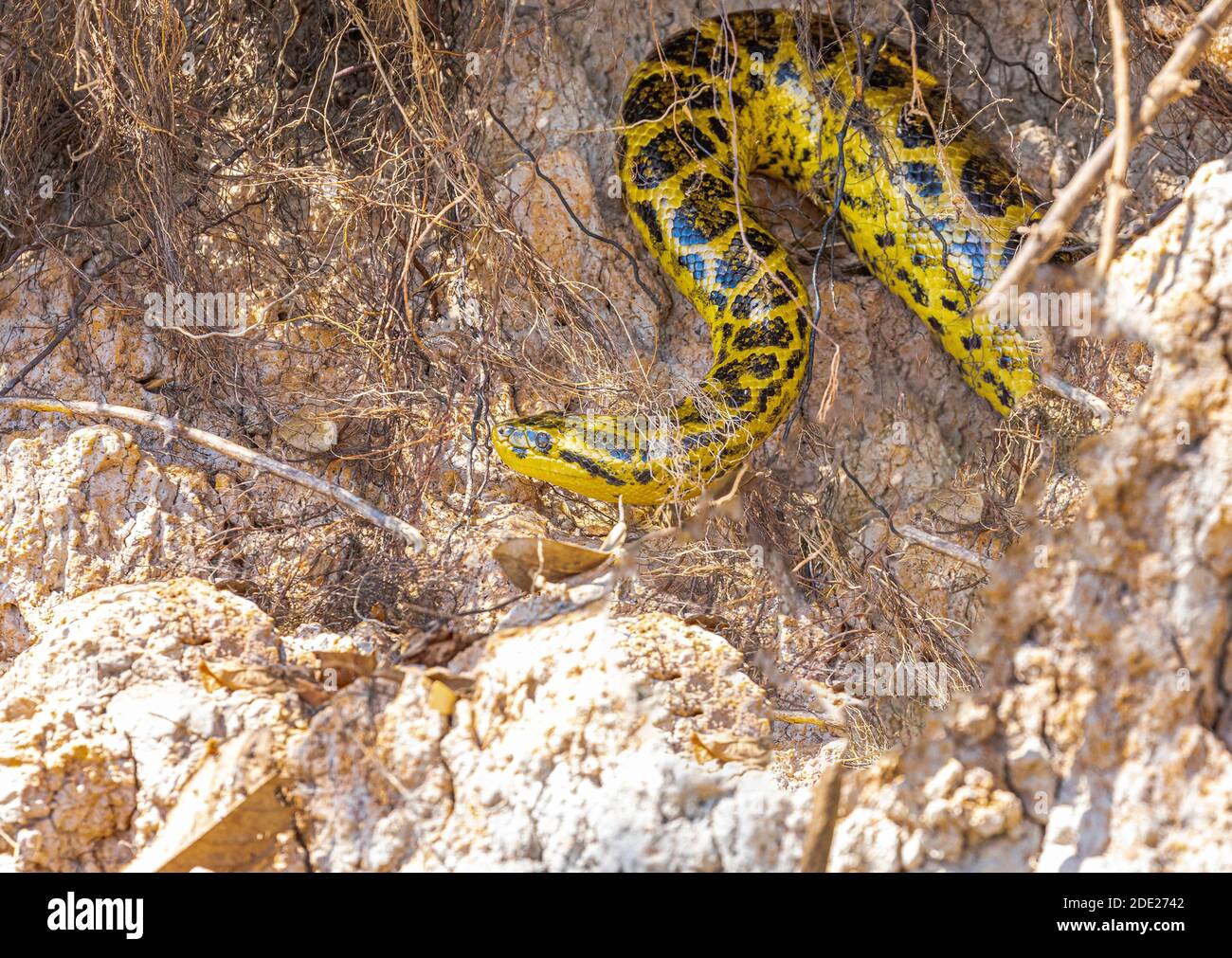 Anaconda jaune Banque de photographies et d’images à haute résolution ...
