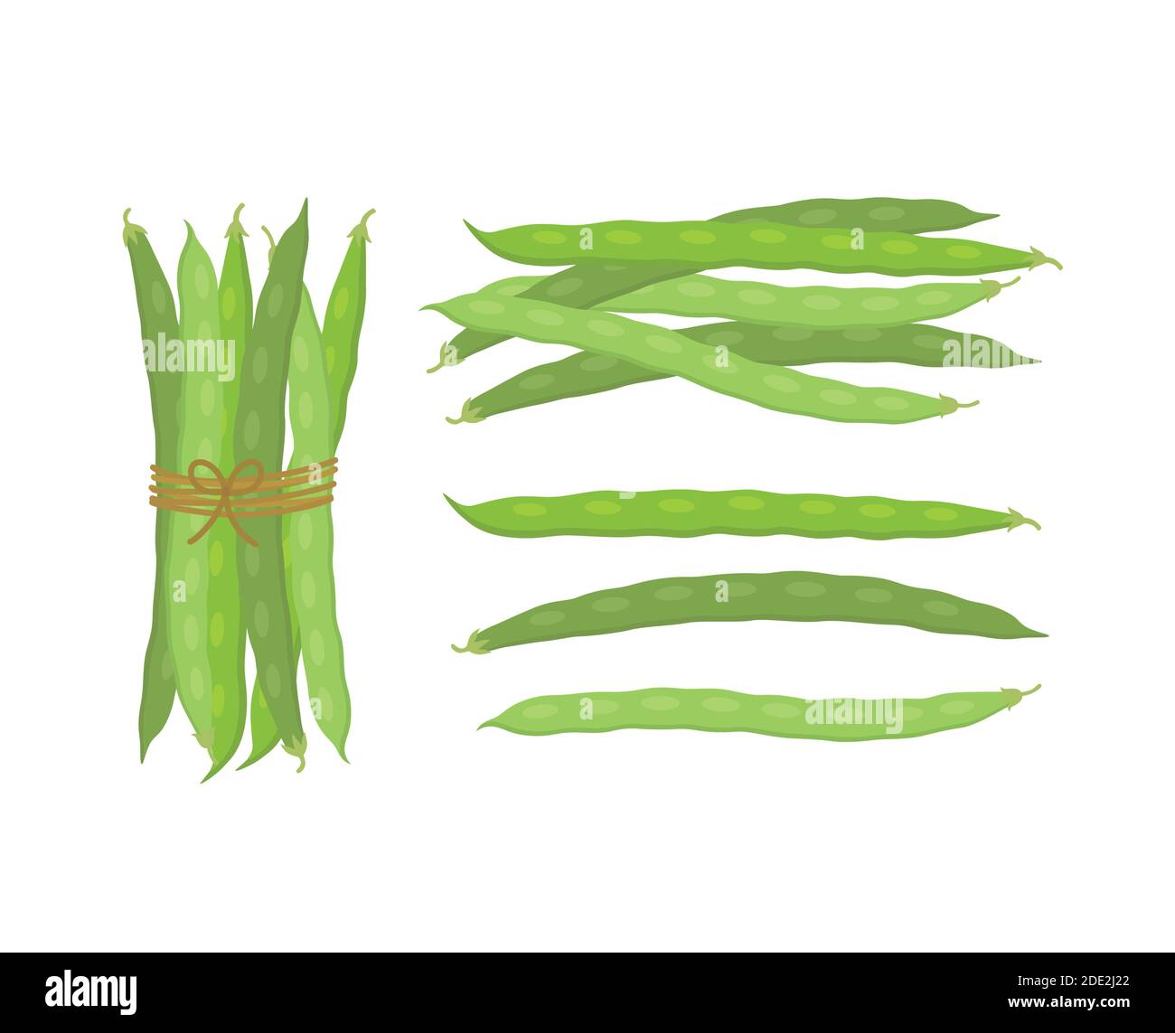 Plante de haricot vert Banque d'images vectorielles - Page 2 - Alamy