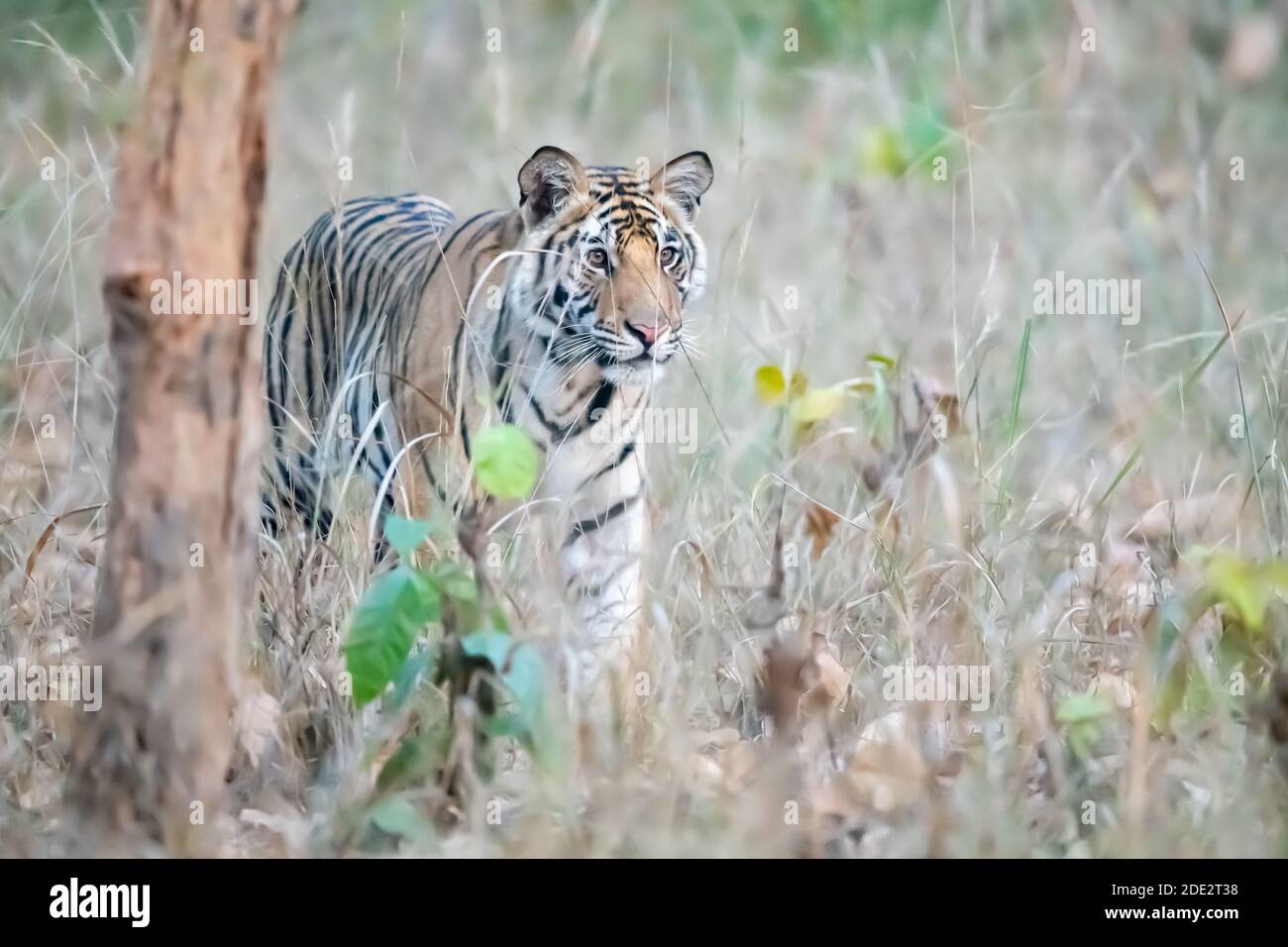 Tigre Royal Du Bengale Panthera Tigris Bengalensis Banque d'image et ...