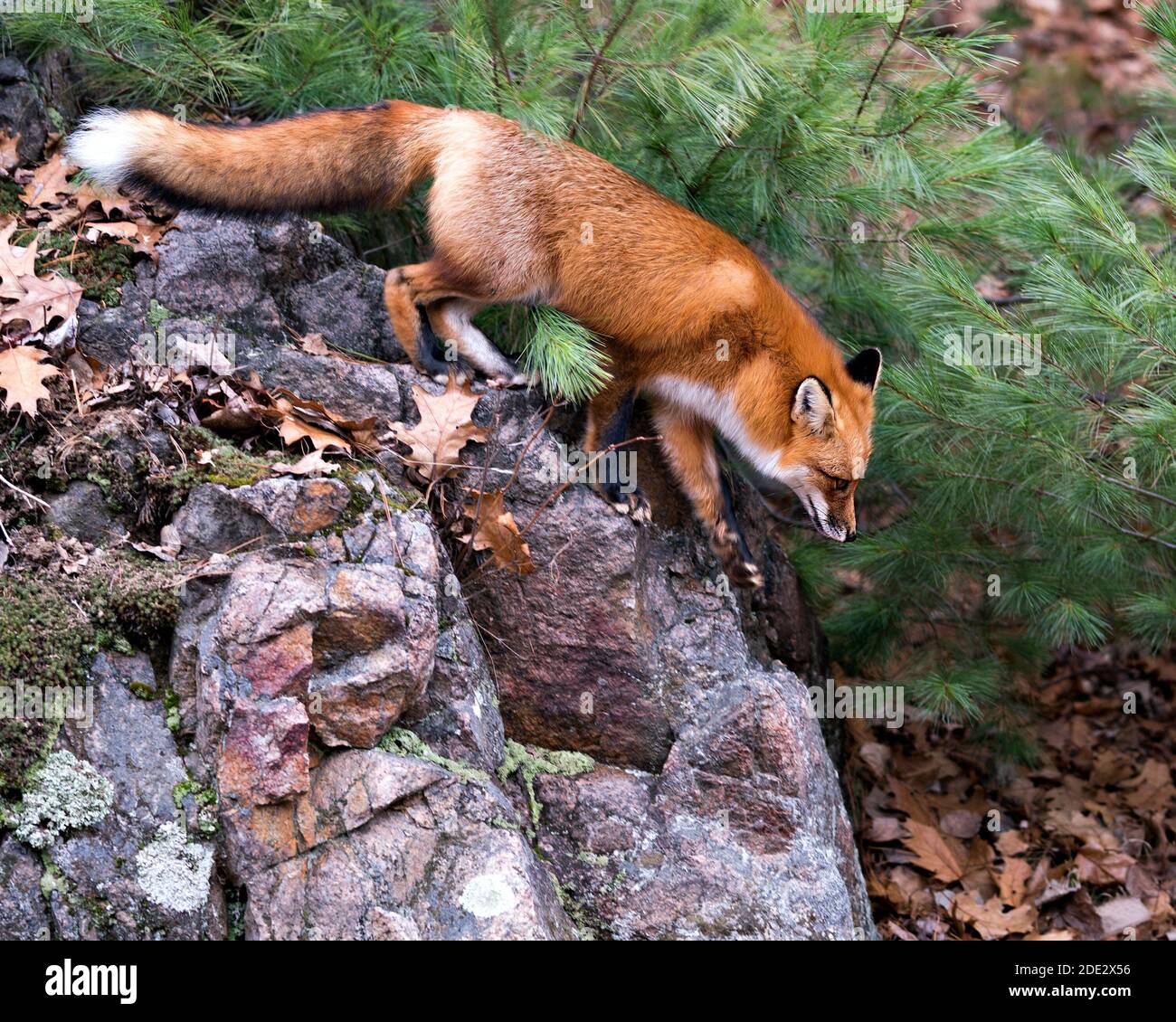 Renard touffue queue Banque de photographies et d’images à haute ...