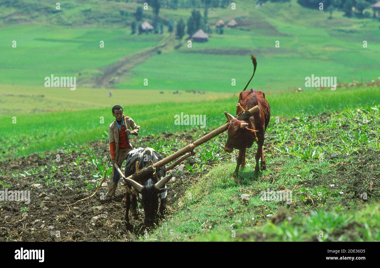Agriculteur labourant la terre sur sa petite exploitation avec une ...