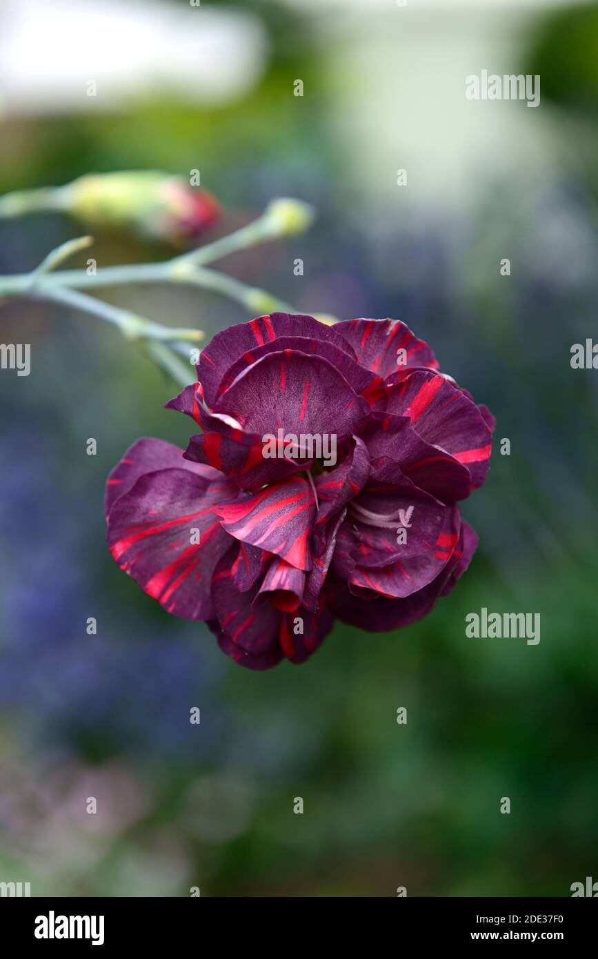 Dianthus caryophyllus chomley farran Banque de photographies et d ...
