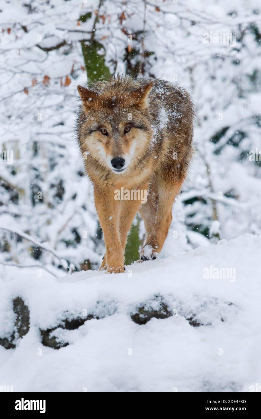 Loup dans la foret Banque de photographies et d’images à haute ...