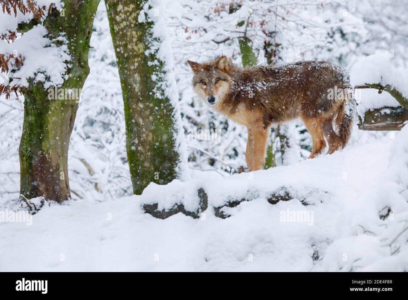Loup dans la foret Banque de photographies et d’images à haute ...