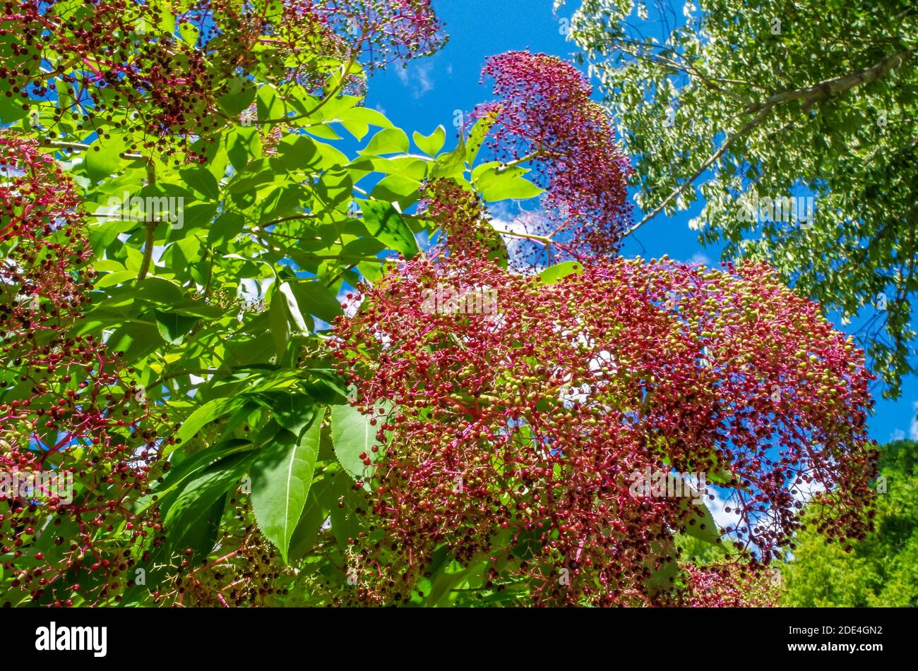 Arbre en fleurs rouge Banque de photographies et d’images à haute ...