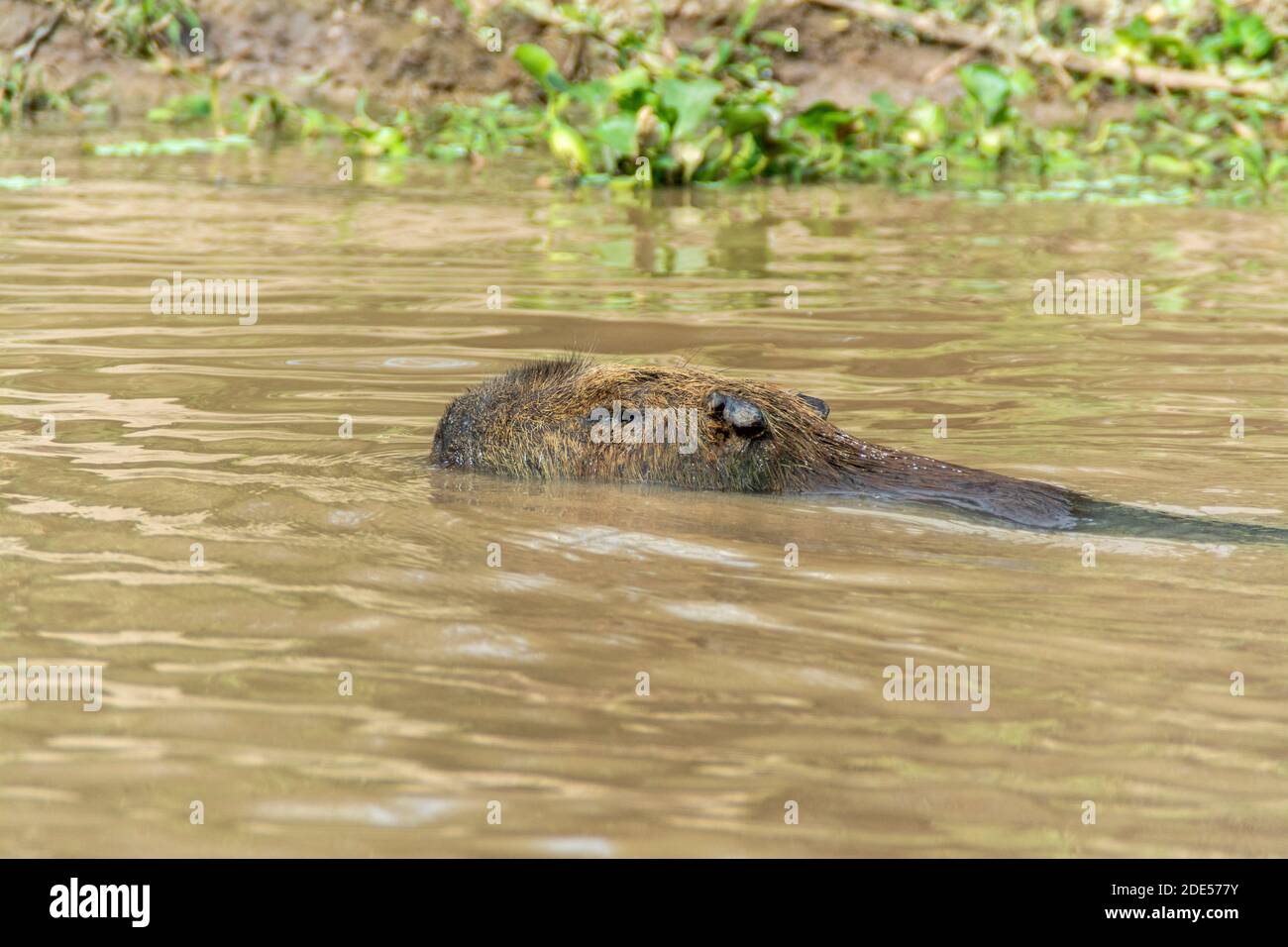 Un Capybara isolé, le plus grand rongeur du monde, nageant vers une ...