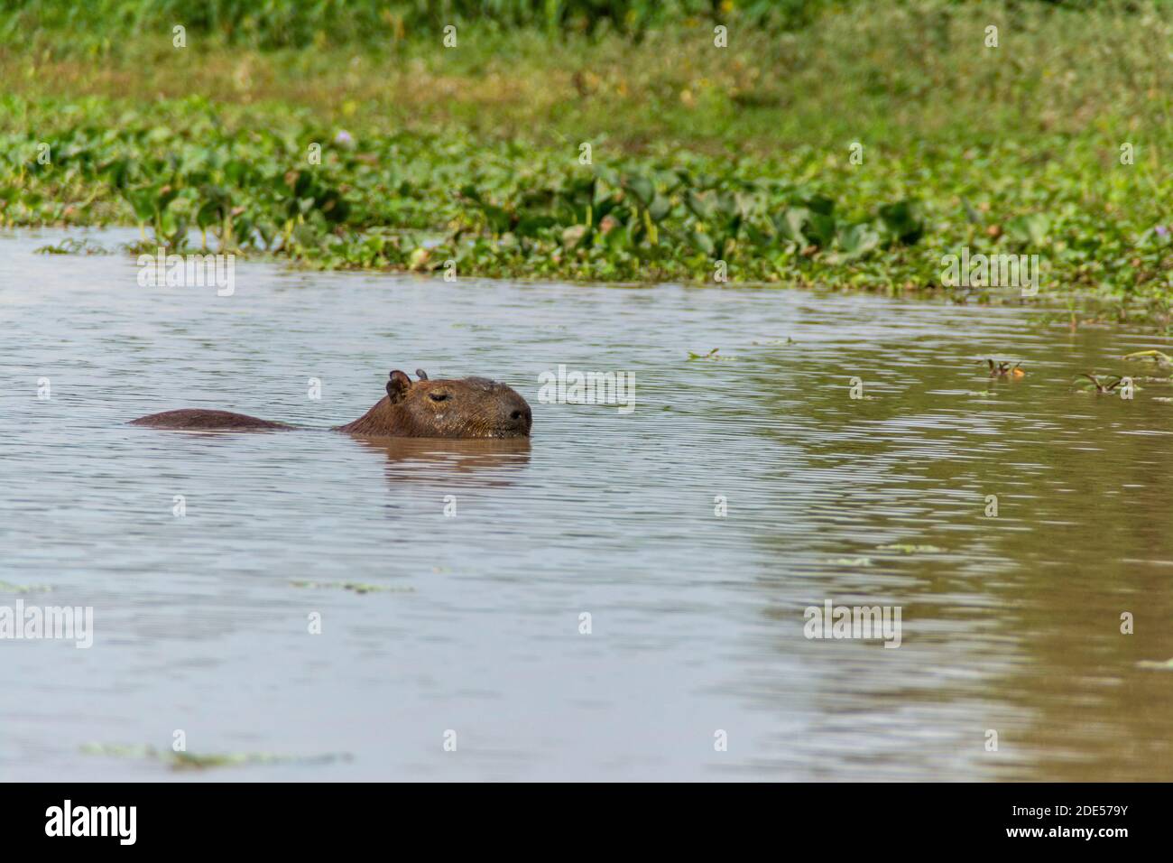 Un Capybara isolé, le plus grand rongeur du monde, nageant vers une ...
