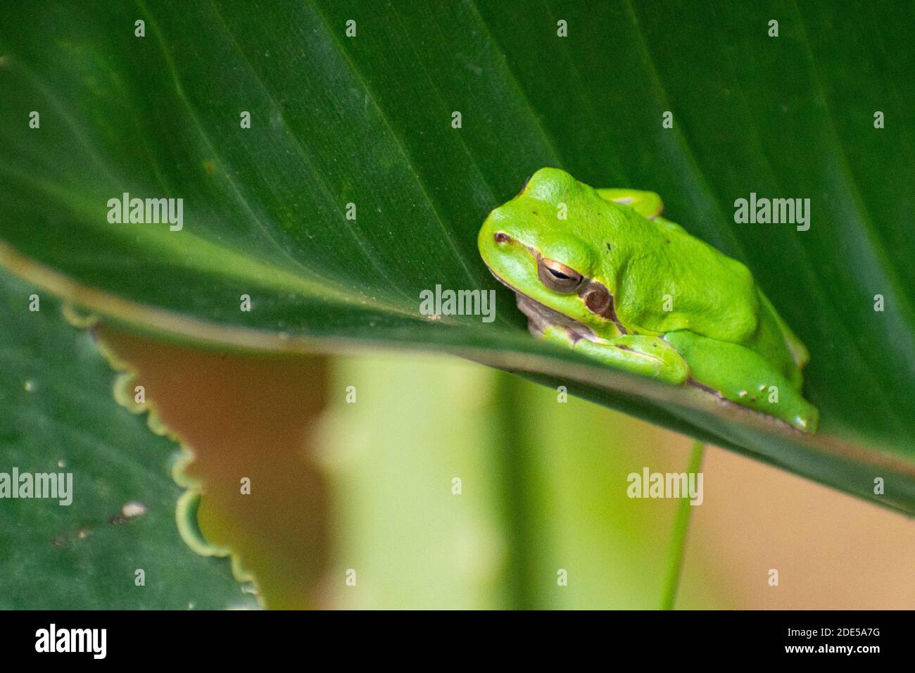 Petite grenouille Banque de photographies et d’images à haute ...