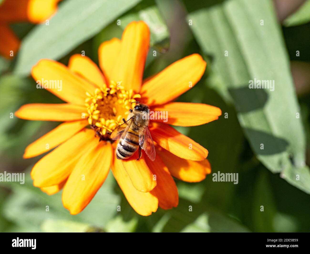 Apis cerana japonica Banque de photographies et d’images à haute ...