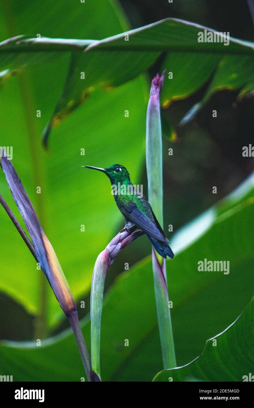Papier peint colibri Banque de photographies et d’images à haute ...