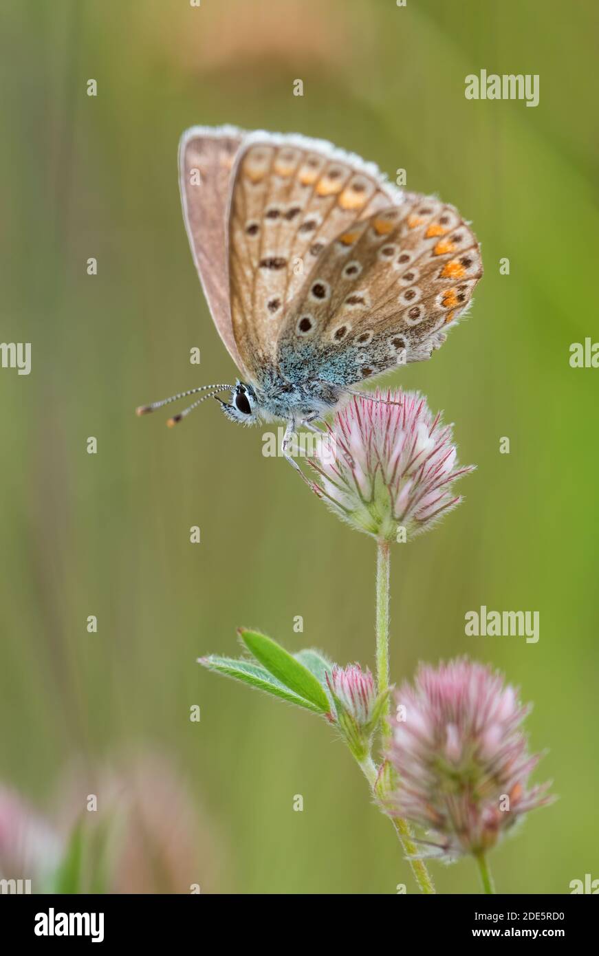 Papillon bleu canari Banque de photographies et d’images à haute ...