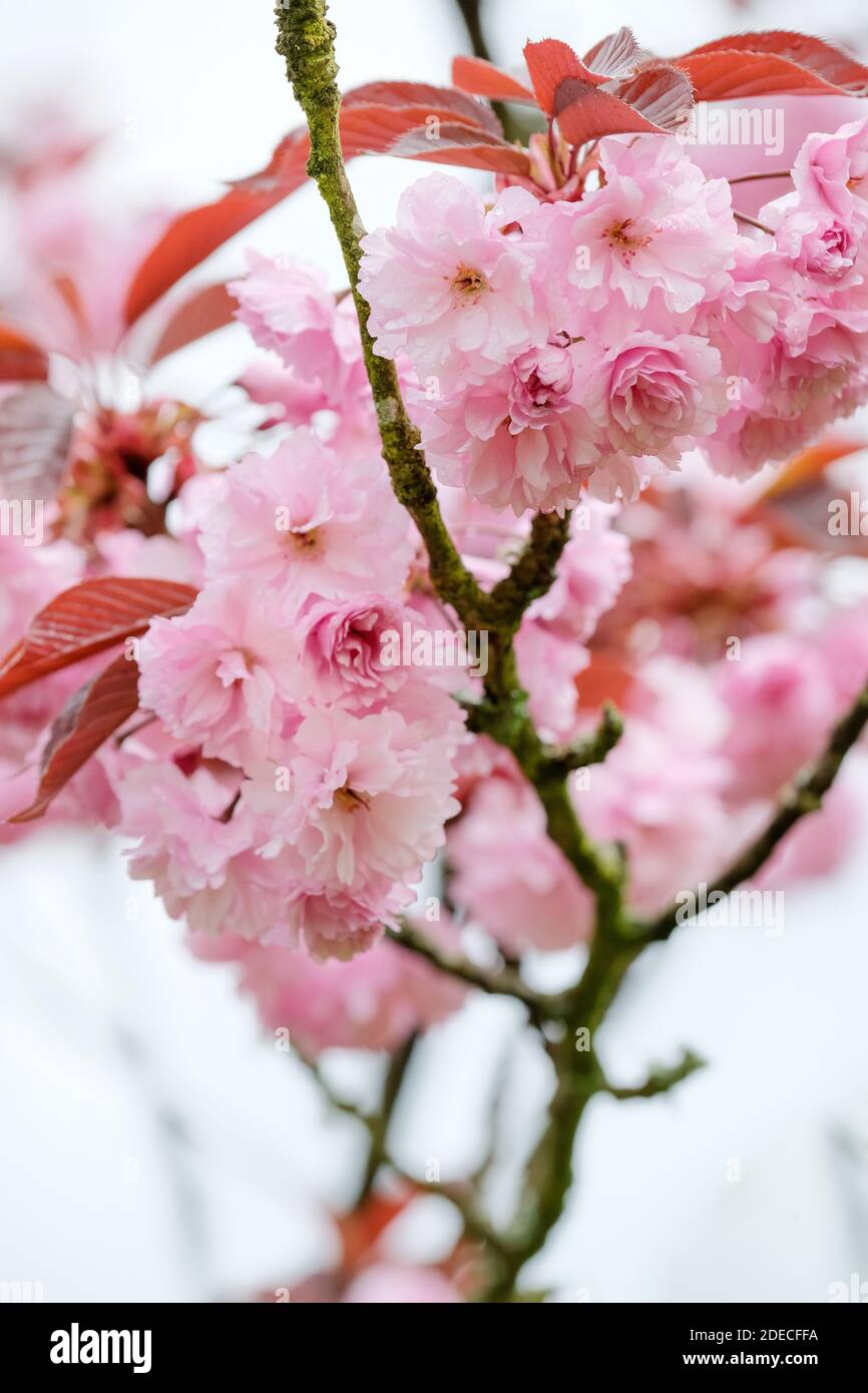 Prunus royal burgundy Banque de photographies et d’images à haute ...