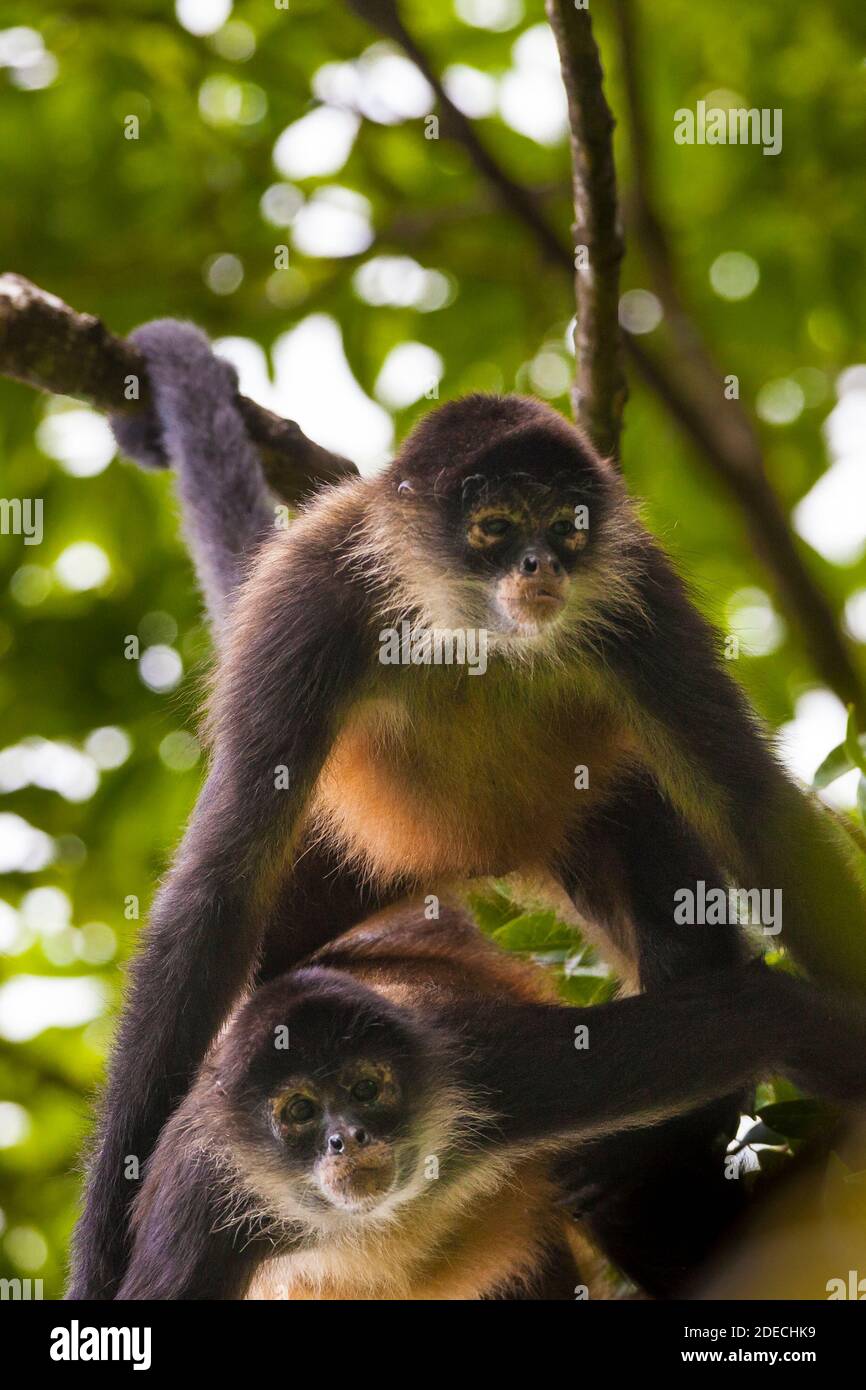 Le singe araignée Azuero, Ateles geoffroyi azuerensis, à l'intérieur de ...