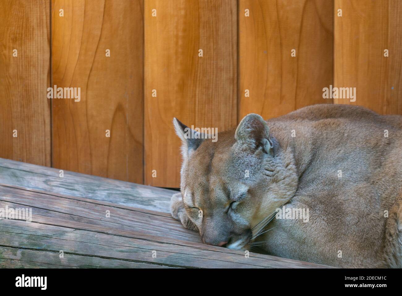 Puma canadien Banque de photographies et d’images à haute résolution ...
