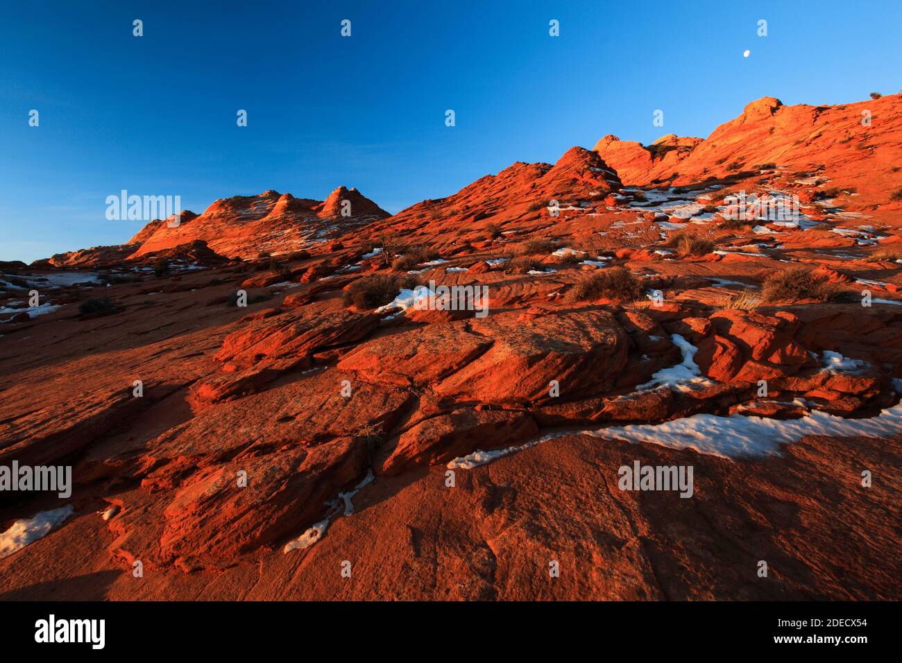 American chacal plie nord Banque de photographies et d’images à haute ...