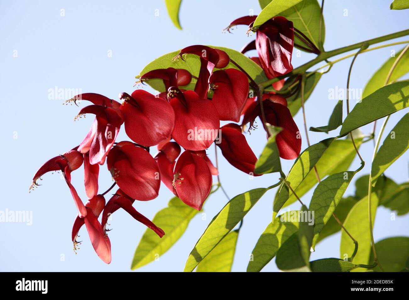 Arbuste d'arbre de corail Banque de photographies et d’images à haute ...