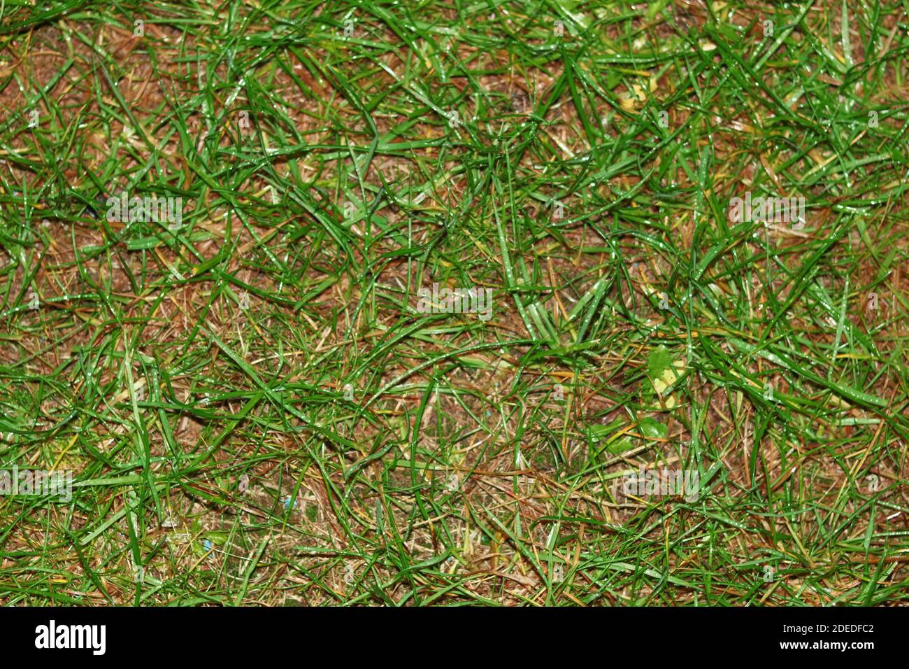 Herbe au sol Banque de photographies et d’images à haute résolution - Alamy