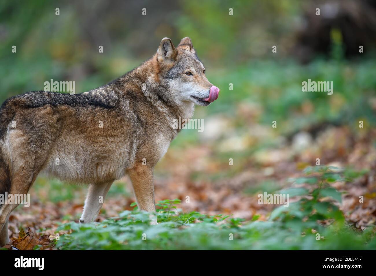 Loup Gris Lupus Canis Banque d'image et photos - Alamy