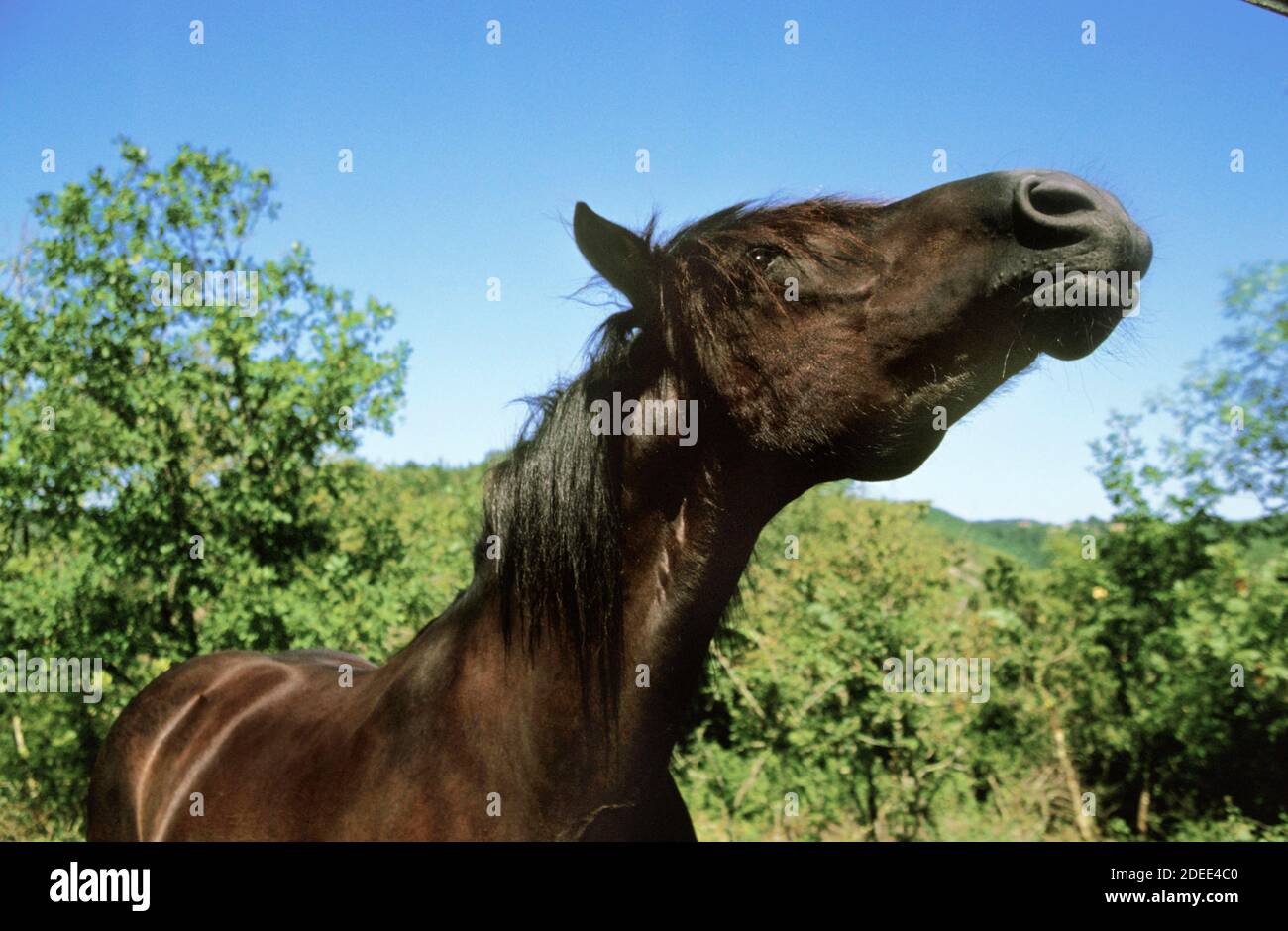 Cheval de merens Banque de photographies et d’images à haute résolution ...
