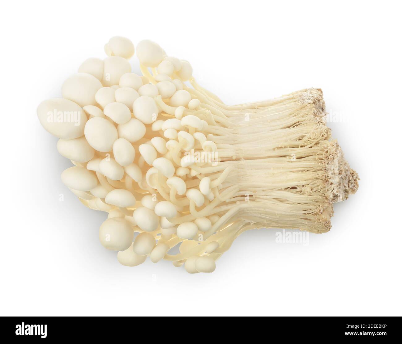 Champignon enoki champignon Banque de photographies et d’images à haute ...