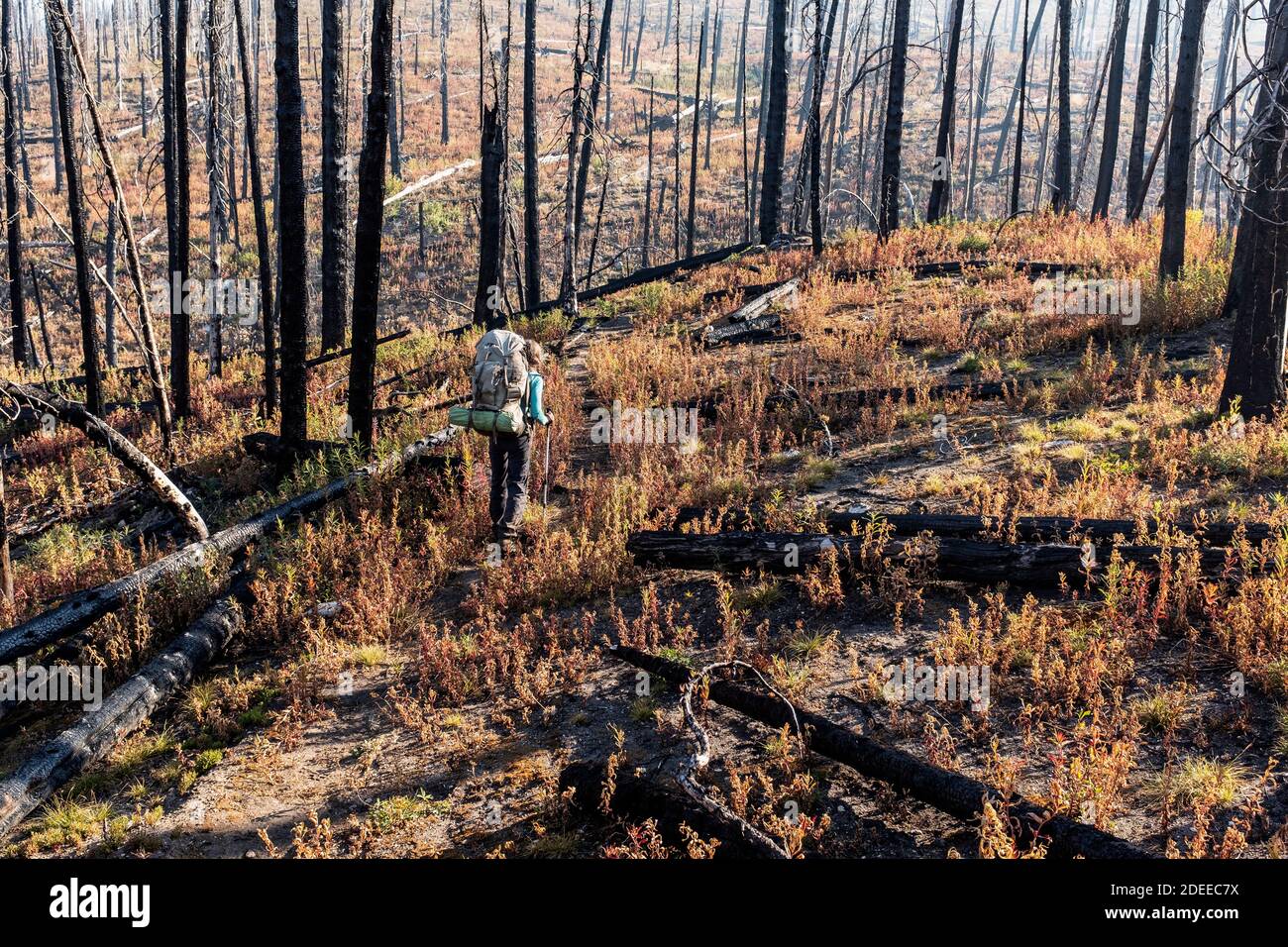 Forêt brûlée Banque de photographies et d’images à haute résolution - Alamy