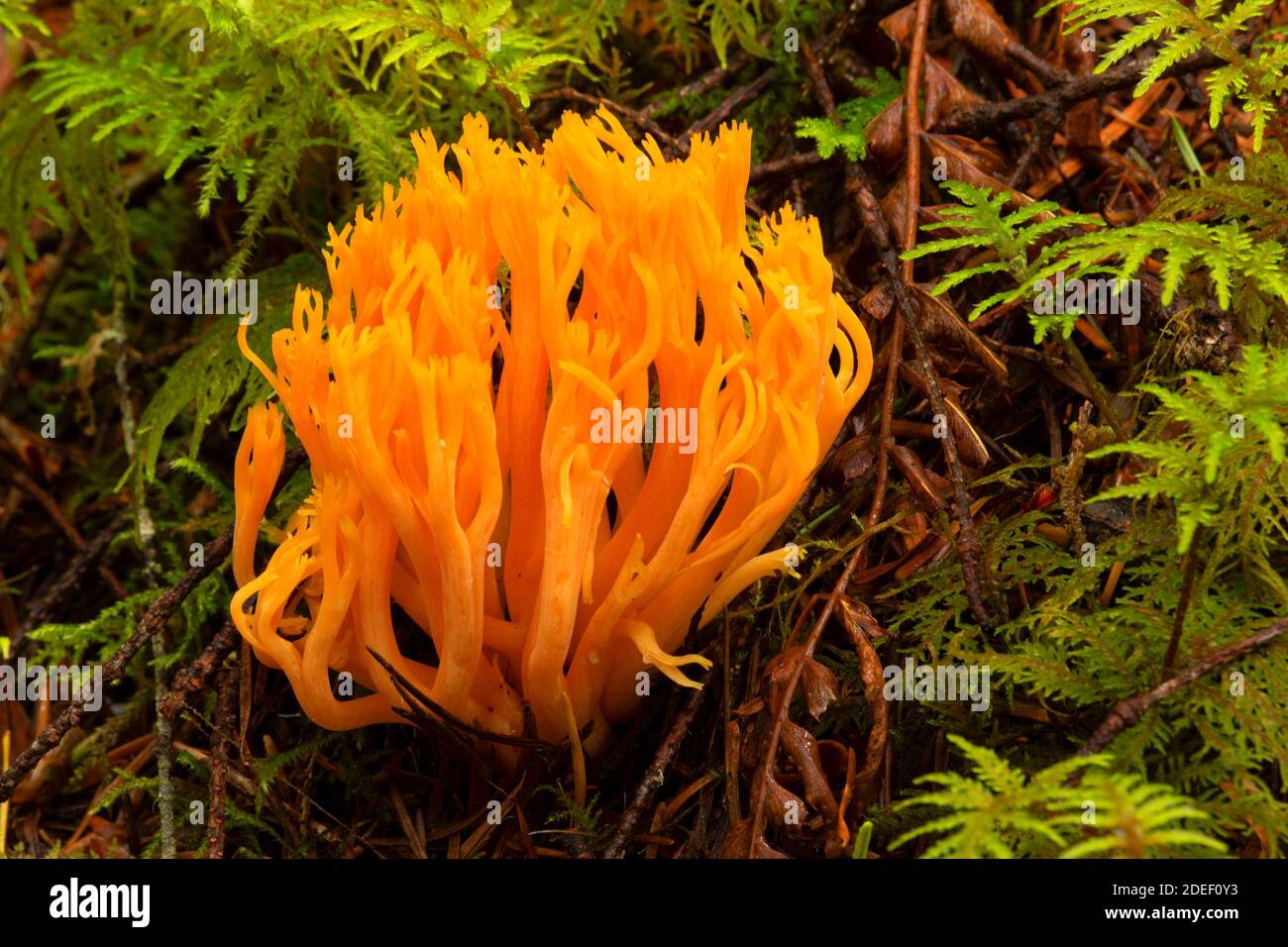 Champignon corail orange Banque de photographies et d’images à haute ...