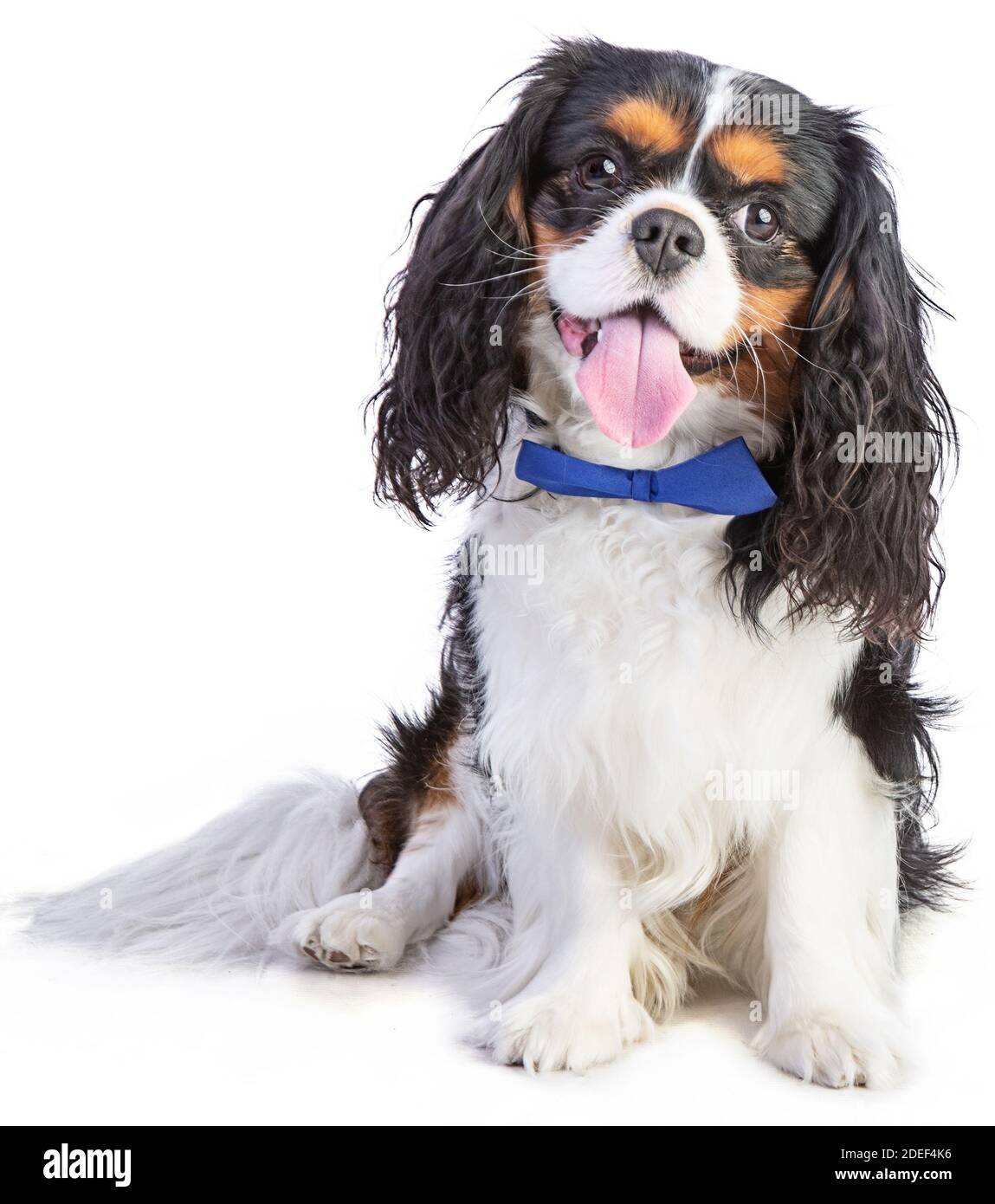 Cavalier king charles spaniel tricolor Banque d'images détourées - Page ...