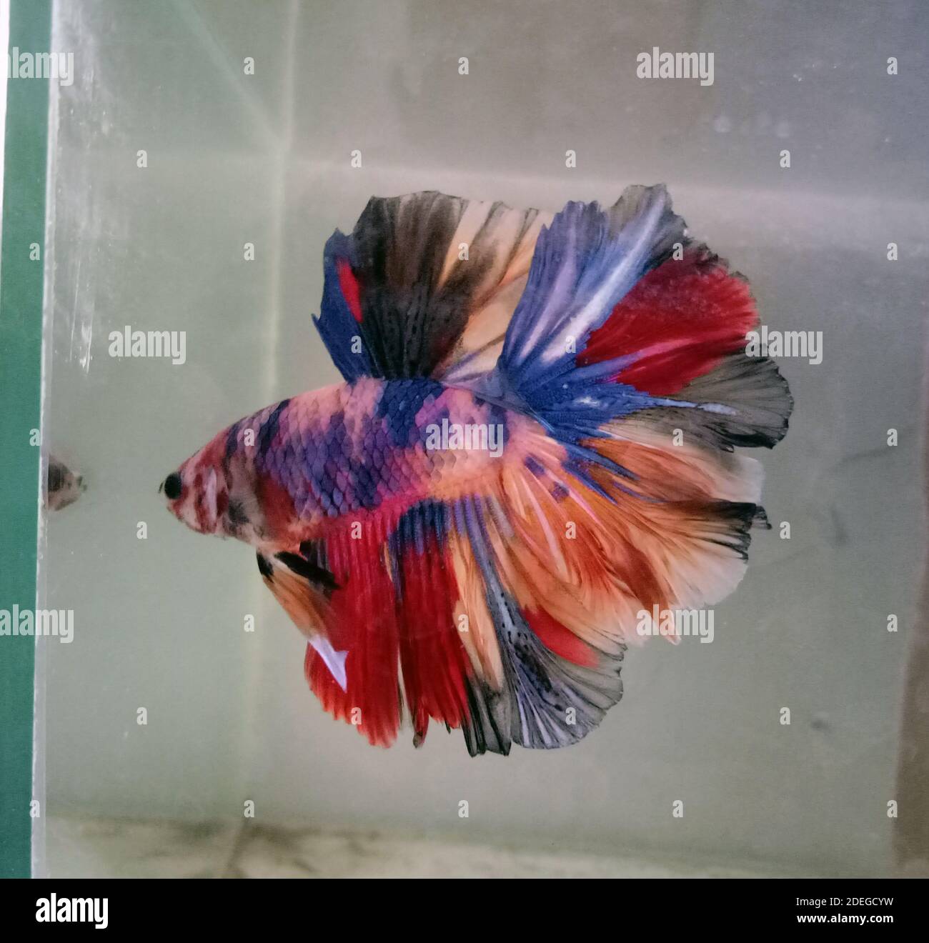 Halfmoon betta Banque de photographies et d’images à haute résolution ...