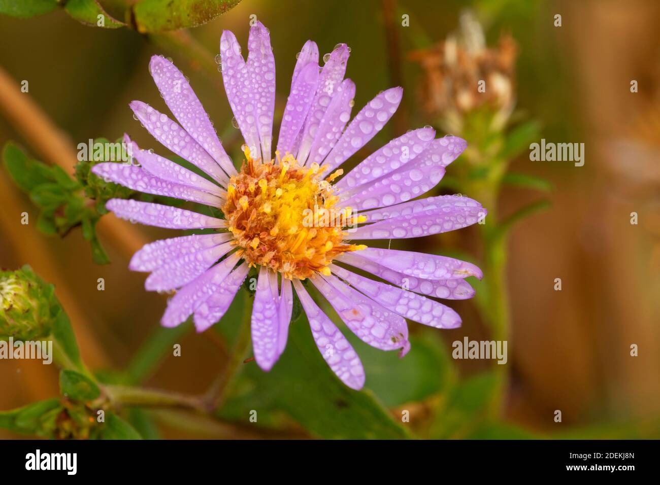 Symphyotrichum chilense Banque de photographies et d’images à haute ...