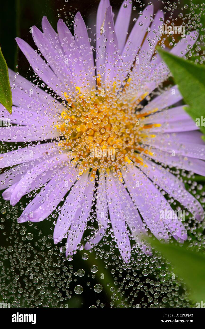 Aster de Californie (Symphyotrichum chilense) avec rosée sur toile de ...