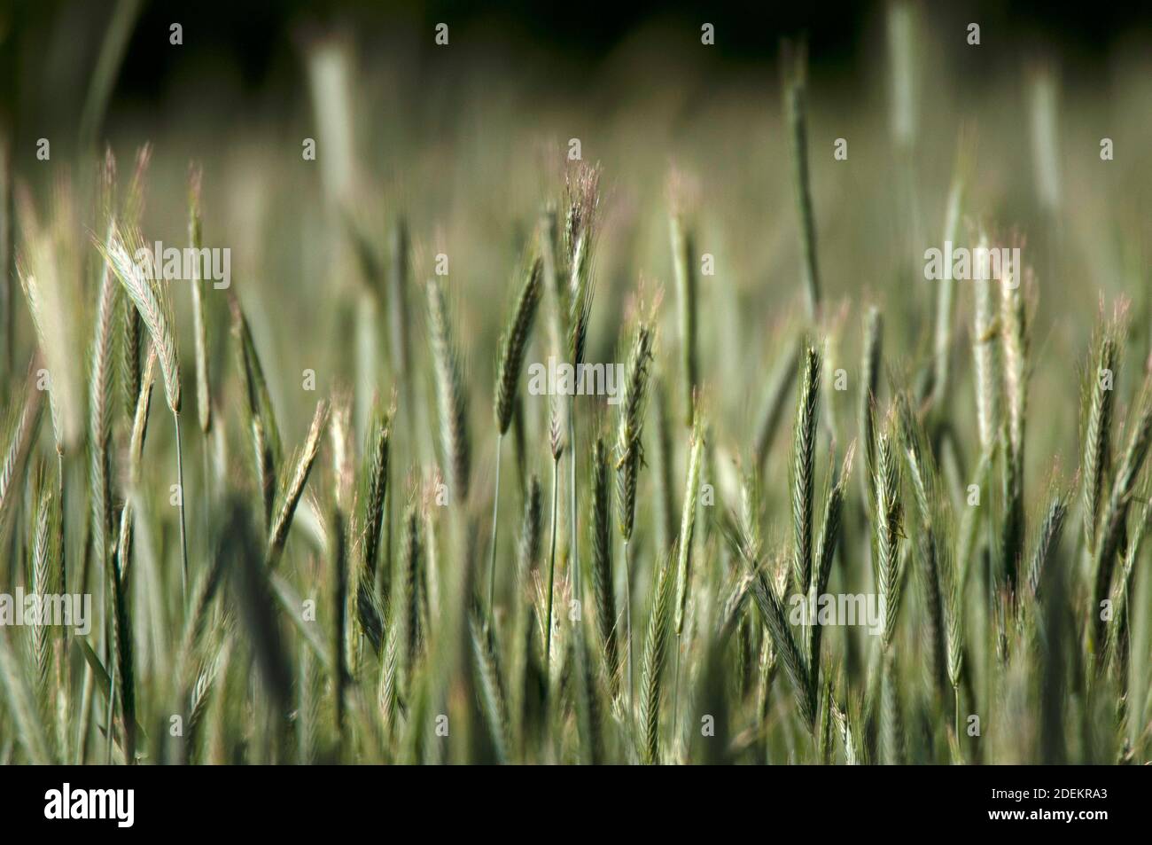L'avoine verte Banque de photographies et d’images à haute résolution ...