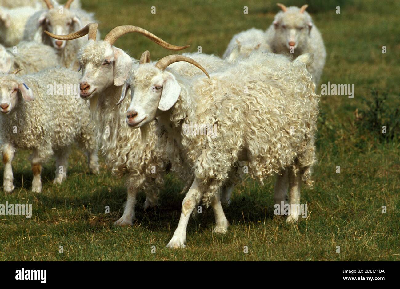 Race produisant de la laine de mohair Banque de photographies et d ...