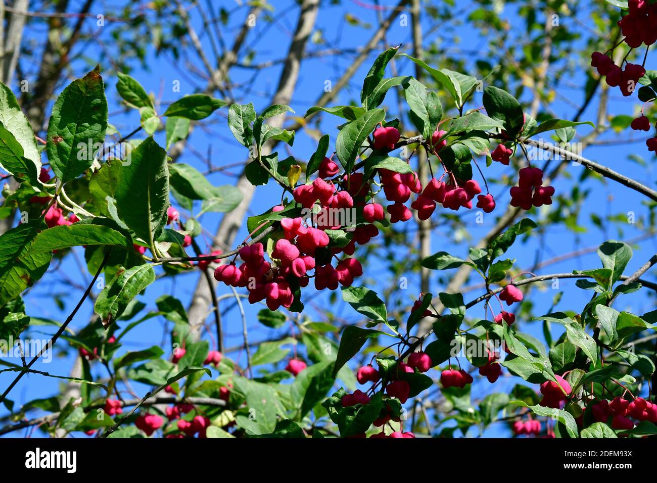 Buisson toxique Banque de photographies et d’images à haute résolution ...