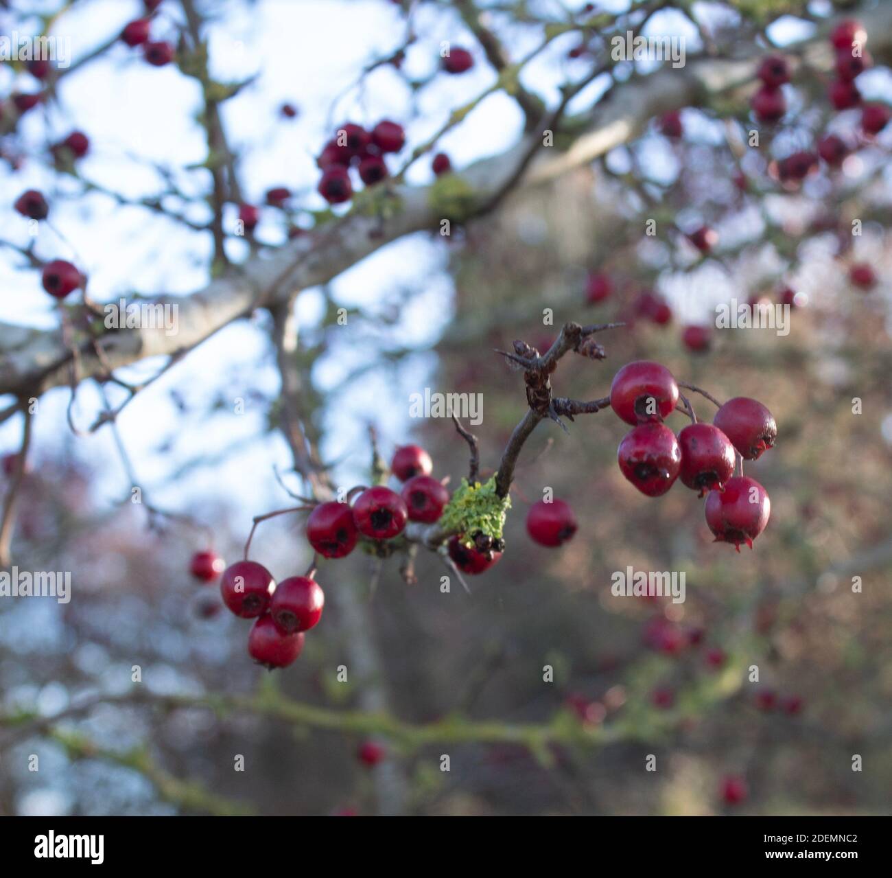 Baies rouges sur les arbres Banque de photographies et d’images à haute ...