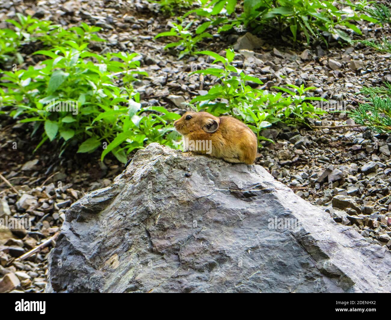 Gerbil desert Banque de photographies et d’images à haute résolution ...