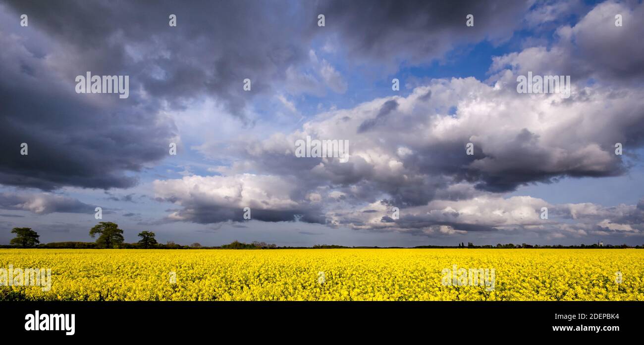 Champ de colza en fleurs jaunes Banque de photographies et d’images à ...
