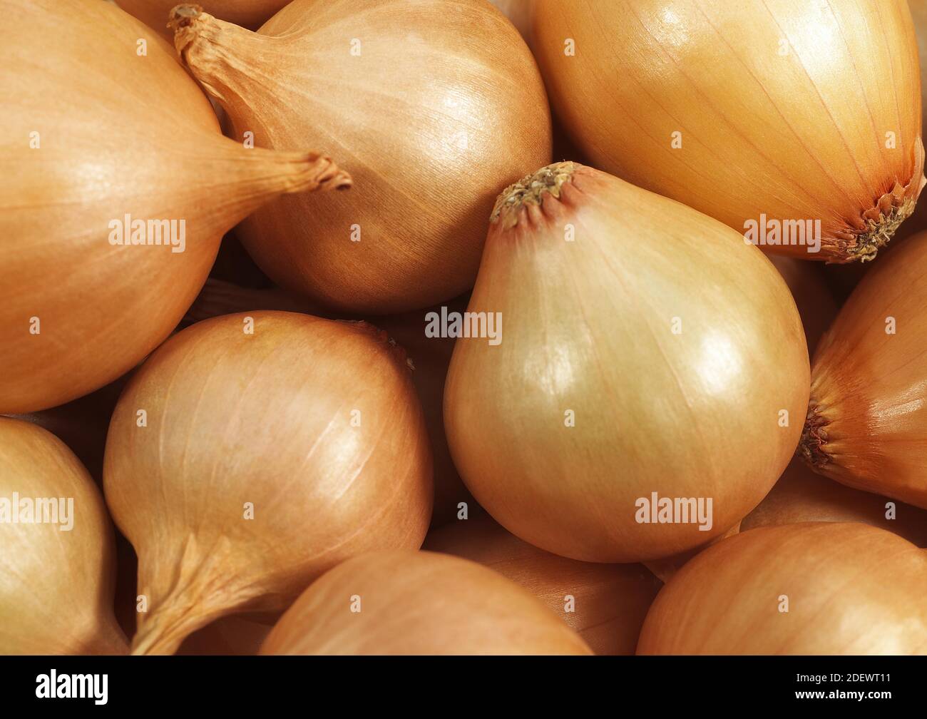 Oignon grelot Banque de photographies et d’images à haute résolution ...