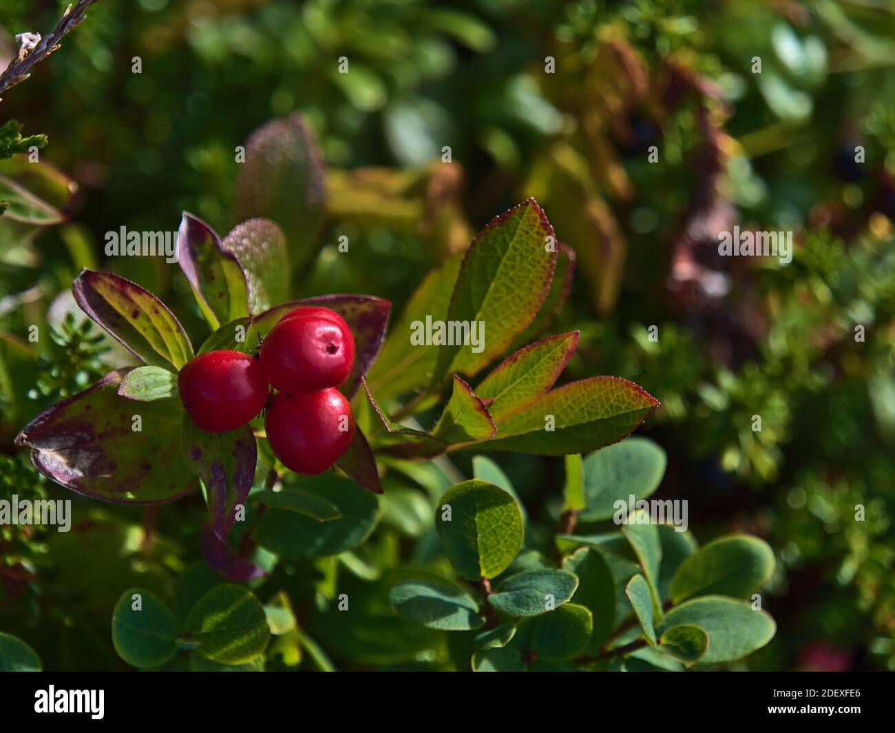 Fruits Rouges De Montagne Banque d'image et photos - Alamy