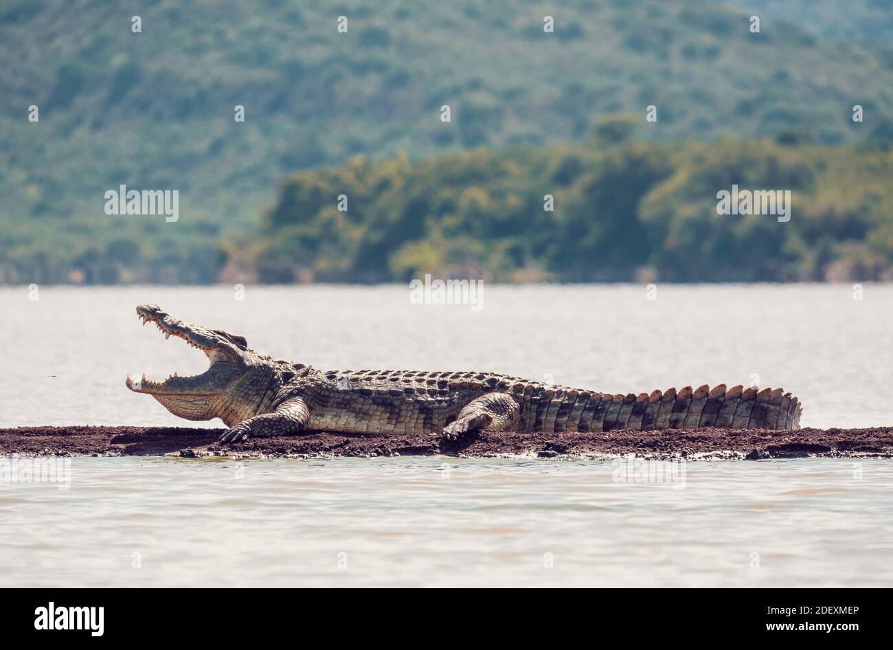 grand crocodile du nil reptile avec bouche ouverte. Crocodylus ...