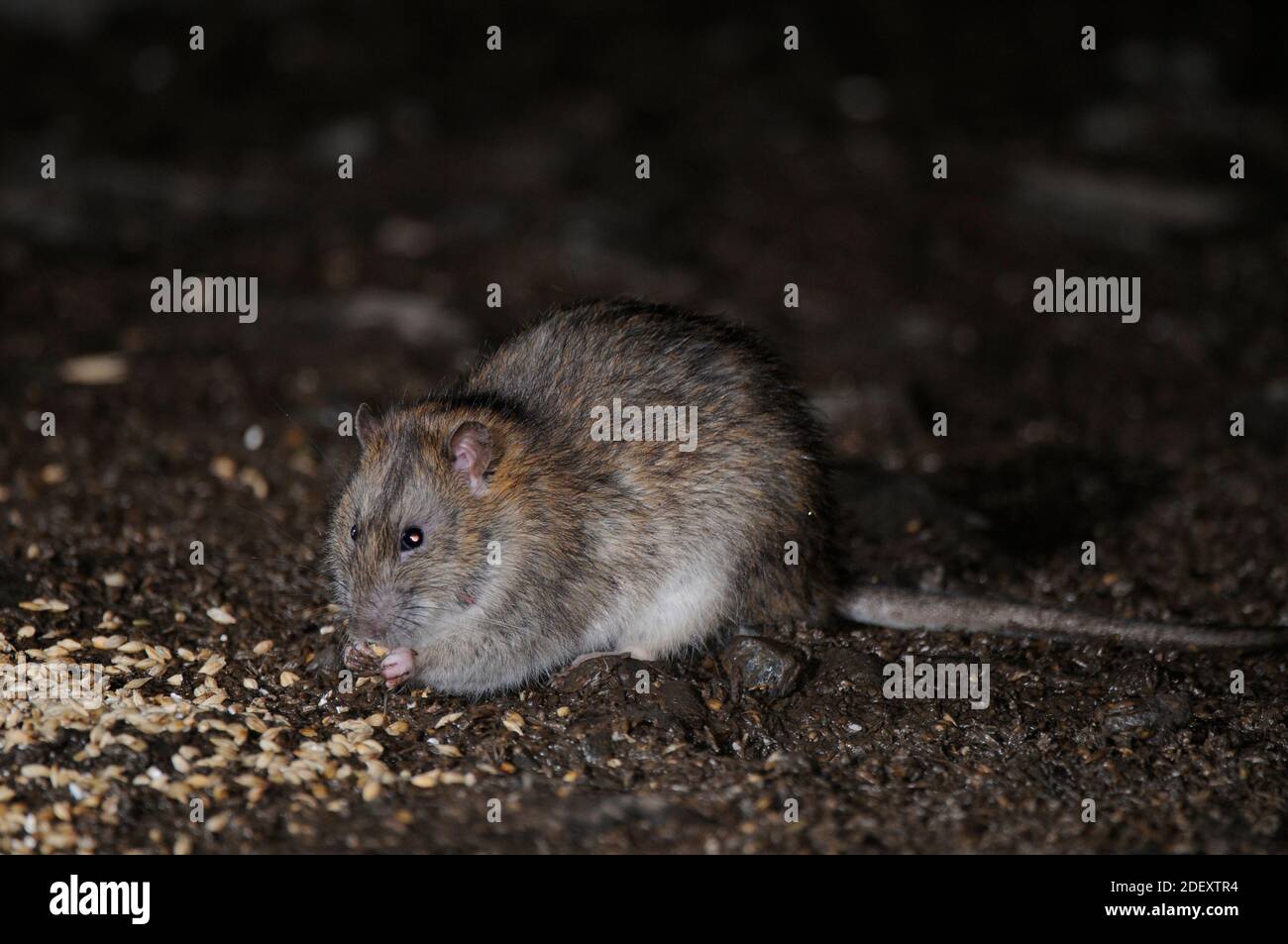Ravageur de ferme Banque de photographies et d’images à haute ...