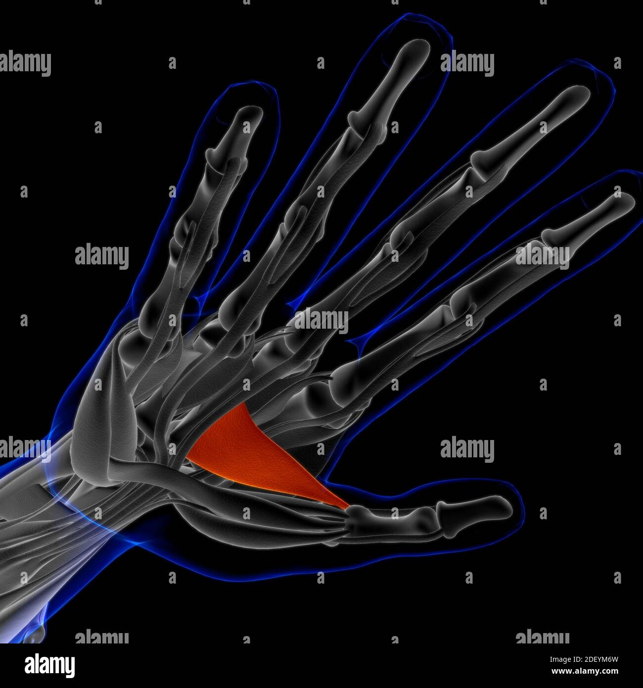 Muscle adducteur du pouce Banque de photographies et d’images à haute ...