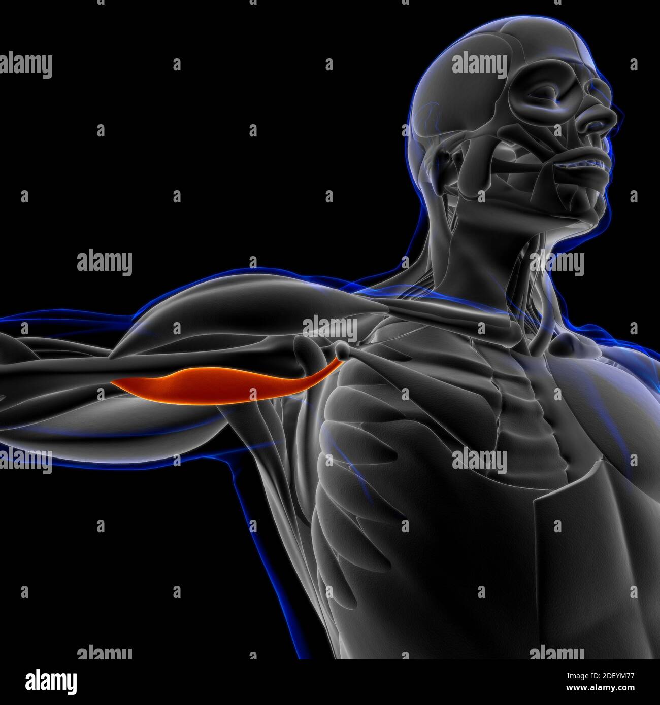 Le muscle est un tissu mou, les cellules musculaires contiennent des ...