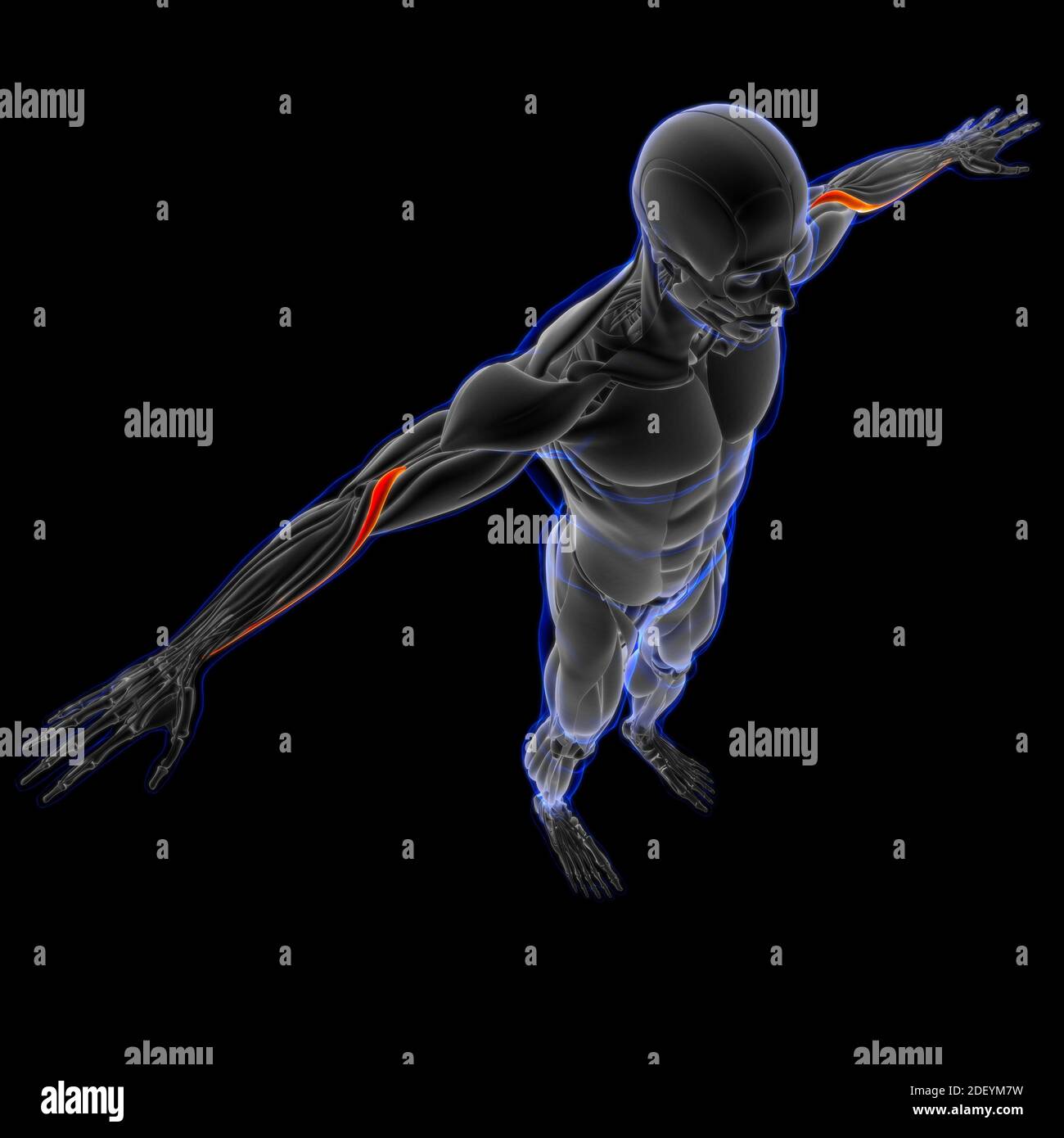 Muscle adducteur du pouce Banque de photographies et d’images à haute ...